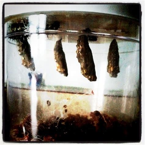 Metamorphosis Of A Moth