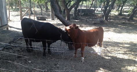 Novellas Farm And Art Sex Lives Of Cows