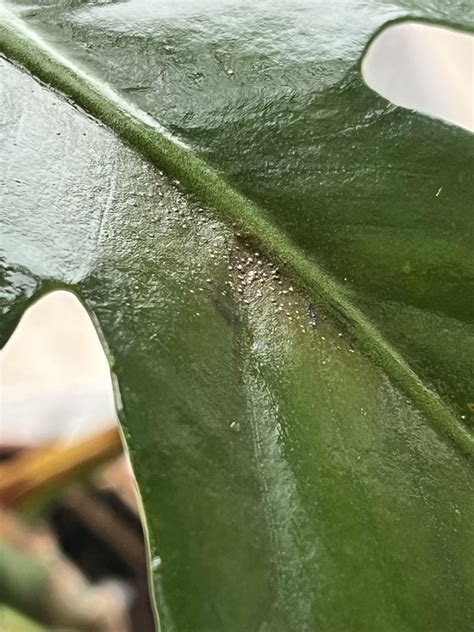 Brown Bumpspimples On My Monstera Leaf Rmonstera
