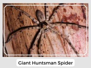 Giant Huntsman Spider Heteropoda Maxima Facts Identifications