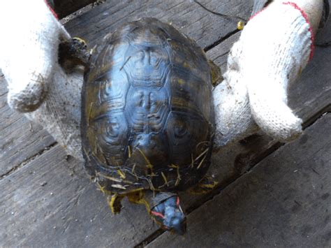 Big Cute Terrapin Casa Mascia Apothecary