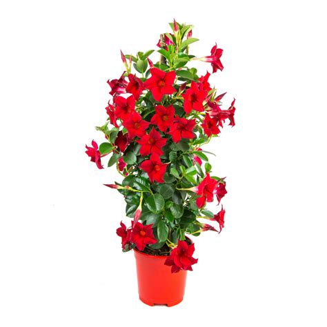 Grow By Obi Dipladenie Rot Pyramide Dipladenia Topf Ø 17 Cm Kaufen Bei Obi