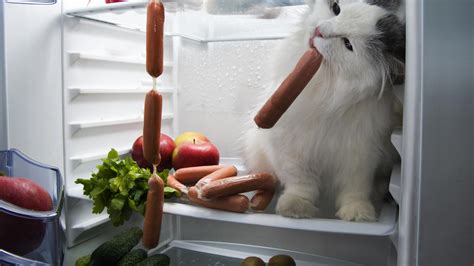 Кошка сидит в холодильнике и кушает сосиску · 1920x1080 Full Hd бесплатная фотография от Uaha