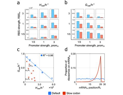How Gene Construct Design And Inefficient Codons Affect Performance