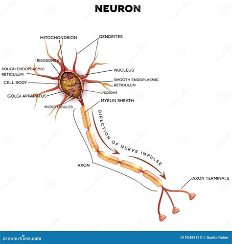Neuron Nerve Cell Anatomy Stock Vector Illustration Of Bulbs 92459813