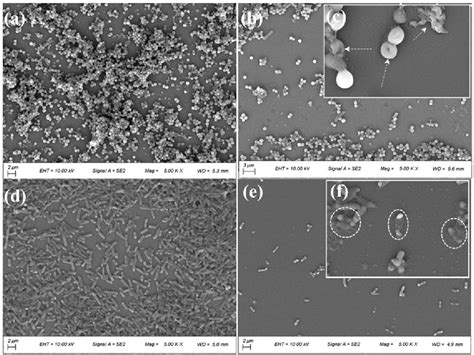 Figure 3 From Antimicrobial Property Of Halogenated Catechols Semantic Scholar