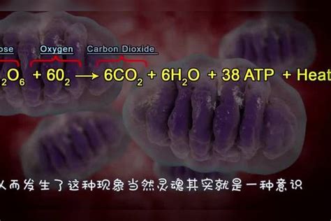 逝去的人类到底去哪了？科学家用量子力学来解释，看完恍然大悟量子力学科学人类