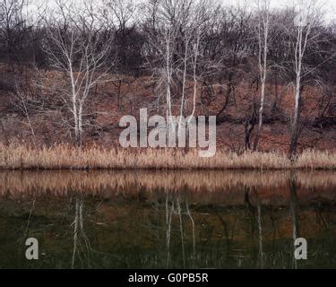 Pond With Water And Trees Without Leaves Stock Photo Alamy