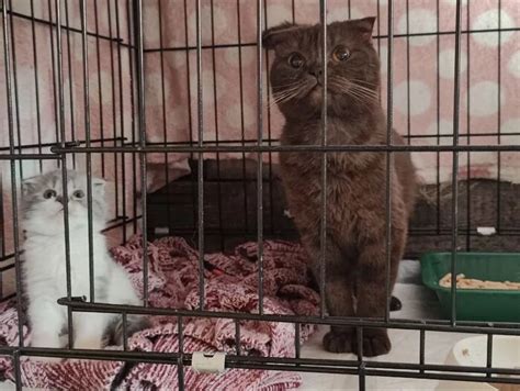 Хозяйка отдала мне вислоухих маму и котенка. И ещё двух ее кошек нужно ...