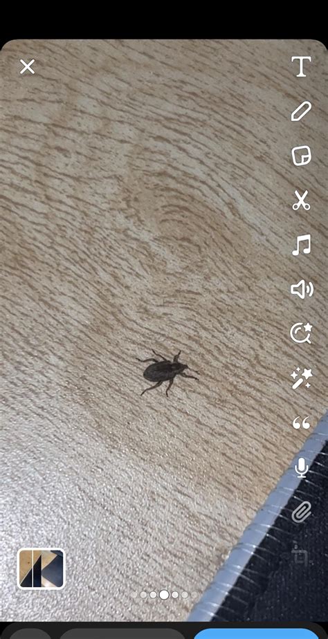 Is This Bug A Weevil Rweeviltime