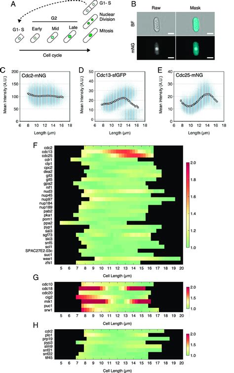 Only Cdc13 And Cdc25 Increase In Whole Cell Concentration To A Peak At