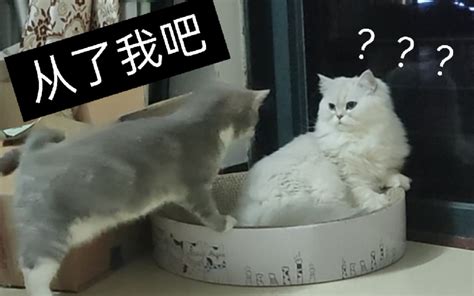 “我没有那种世俗的欲望”哔哩哔哩bilibili