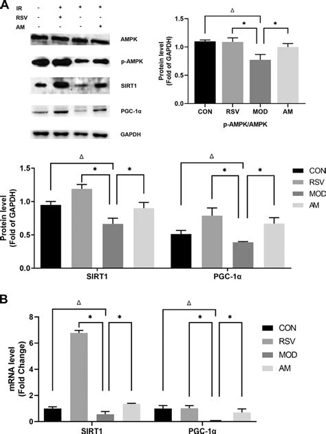 AM activates the AMPK SIRT1 PGC 1α signaling pathway in skeletal muscle