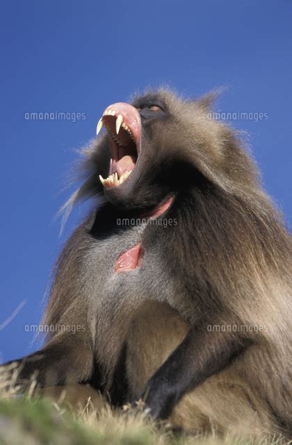 ゲラダヒヒ 01543044915 の写真素材イラスト素材アマナイメージズ