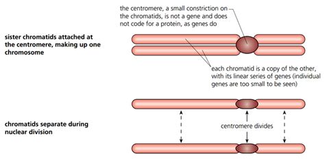 Topic 32 Chromosomes 染色体 知乎