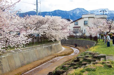 軽川桜づつみでお花見合わせて寄りたい旧軽川は札幌の桜穴場スポット papamode