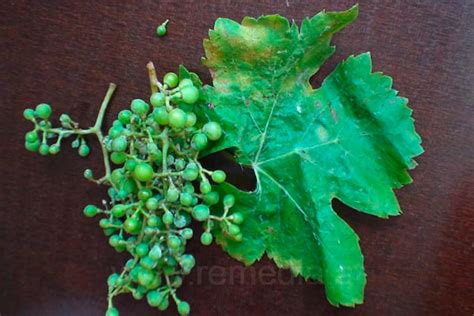 Добри растителнозащитни практики при борбата срещу болести и неприятели при лозата