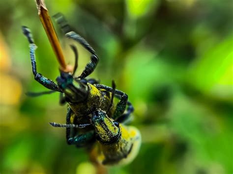 Premium Photo Closeup Macro Green Beetles Mating On A Green Leaf Tree