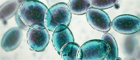 A New Model Of Gene Regulation Using Yeast Biotechniques