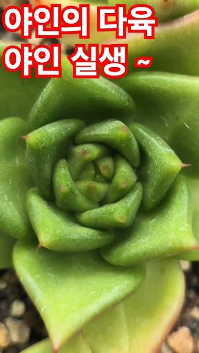 행복 가득한 주말 되세요 ~ 이찬원 파종이 실생 다육 다유기 다육이 다육식물 반려식물 다육판매 다육이판매 다육이키우기 다육인스타그램 매혹이 청주