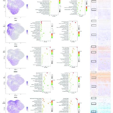 Results For Specific Markers Enrichment Analysis And Ihc For Each Cell