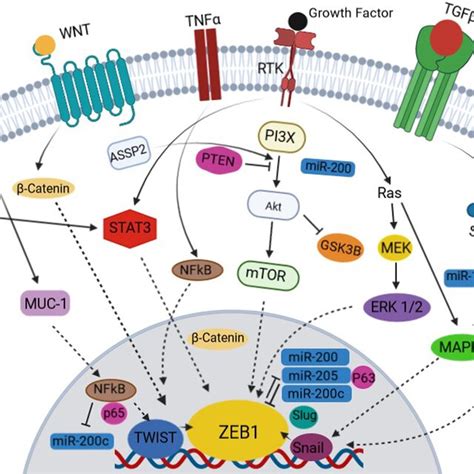 Zinc Finger E Box Binding Homeobox 1 Zeb1 Represents A Core