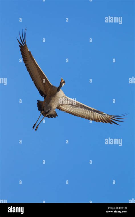 Common Crane Eurasian Crane Grus Grus Flying Against Blue Sky Stock