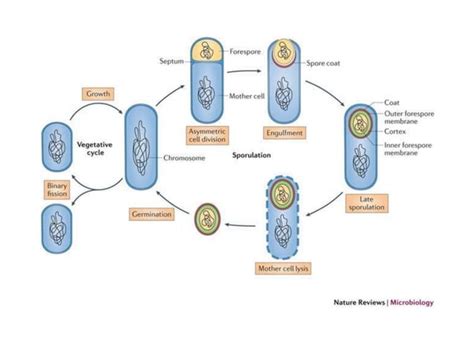 Whole Genome Sequencing Of Bacillus Subtilis A Gram Positive Organism Ppt
