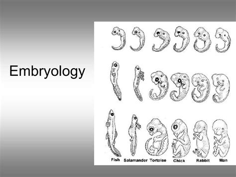 Binomial Classification Of Animals And Taxonomy Ppt