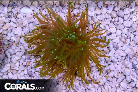 Torch Frag Corals