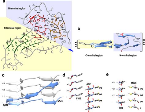 Differences Between The N And C Terminal Regions Of The Amyloid Core Download Scientific