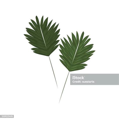 棕櫚葉 向量插圖向量圖形及更多一組物體圖片 一組物體 夏天 大自然 Istock