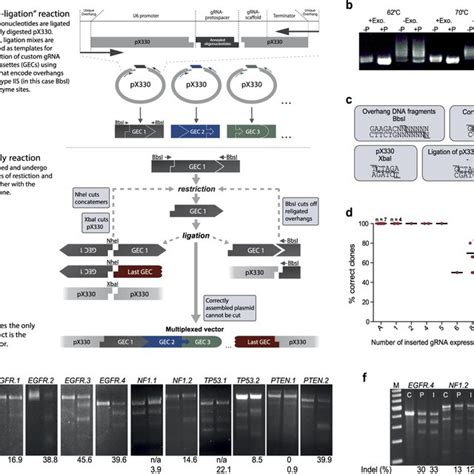 Pdf A Novel Cloning Strategy For One Step Assembly Of Multiplex Crispr Vectors