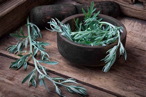Los Múltiples Usos Medicinales Del Ajenjo Fitoterapia Campos
