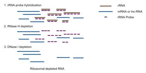 Ribo Off Rrna Depletion Kit Humanmouserat N406 Cellagen Technology