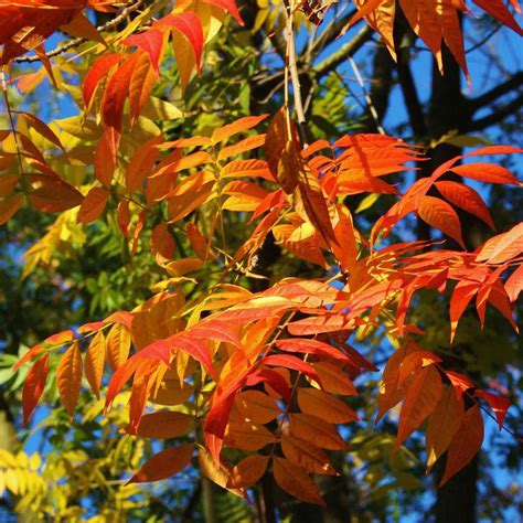 Chinese Pistache Tree Flora Corner