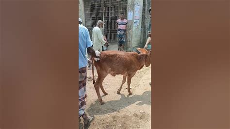 ভাই কত হলো। ছাগলের হাট ছাগলের দাম ছাগলের খামার ছাগল পালন তোতাপুরীছাগল নেপালি নেপালি