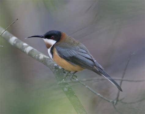 Bird Of The Month Eastern Spinebill Connecting Country