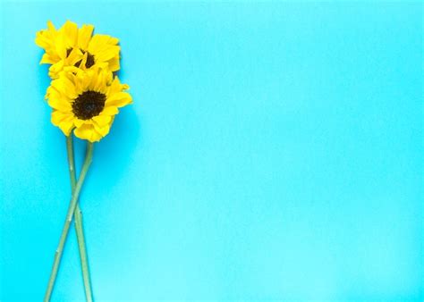 Girasoles Foto Gratis