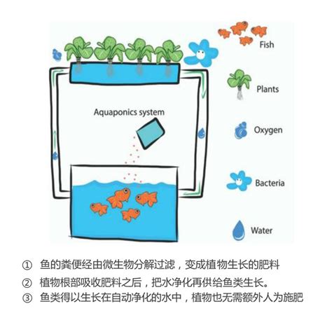 白海豚plus智能亚克力桌面免换水创意礼品鱼菜共生超白鱼缸包邮虎窝淘