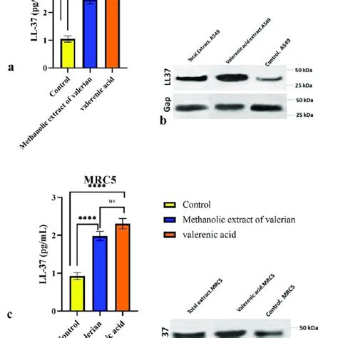Ll 37 Protein Expression In A549 Cell Line And Mrc5 Cell Line Treated