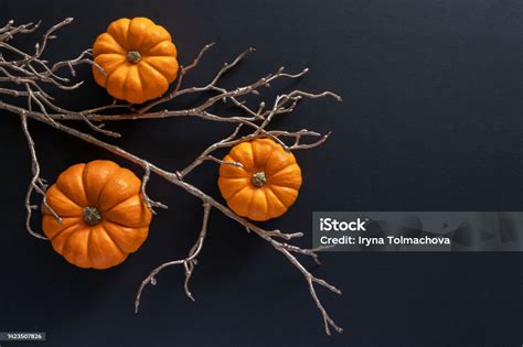검은 배경에 호박과 장식용 나뭇 가지의 가을 구성 할로윈 또는 추수 감사절 휴일 개념 0명에 대한 스톡 사진 및 기타 이미지 0명 10월 11월 Istock