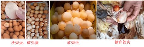 技术 蛋鸡三大害，你了解多少？养殖大肠杆菌危害