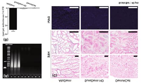 Decellularization Assessment Of Acellular Dermal Matrices Adms A Download Scientific