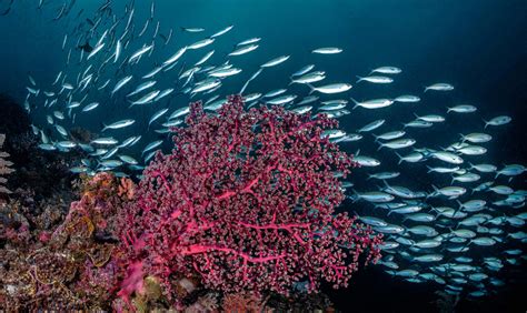 Raja Ampat Coral Reefs A Living Underwater Kaleidoscope