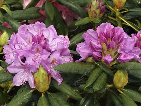 Rhododendron Roseum Elegans Stock Image B8342876 Science Photo