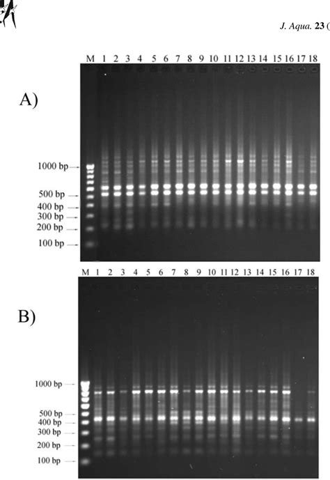 Figure 1 From Genetic Variations Among Families Of Selectively Bred Macrobrachium Rosenbergii