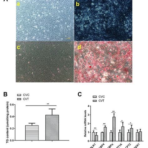 In Vitro Comparison Of Differentiated And Non Differentiated Cherry Download Scientific Diagram