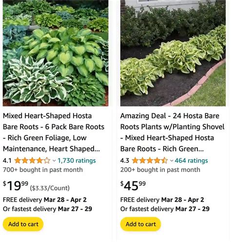 Plant Faqs Hosta Gypsy Rose