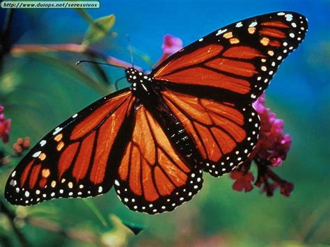 The Lifecycle Of A Butterfly